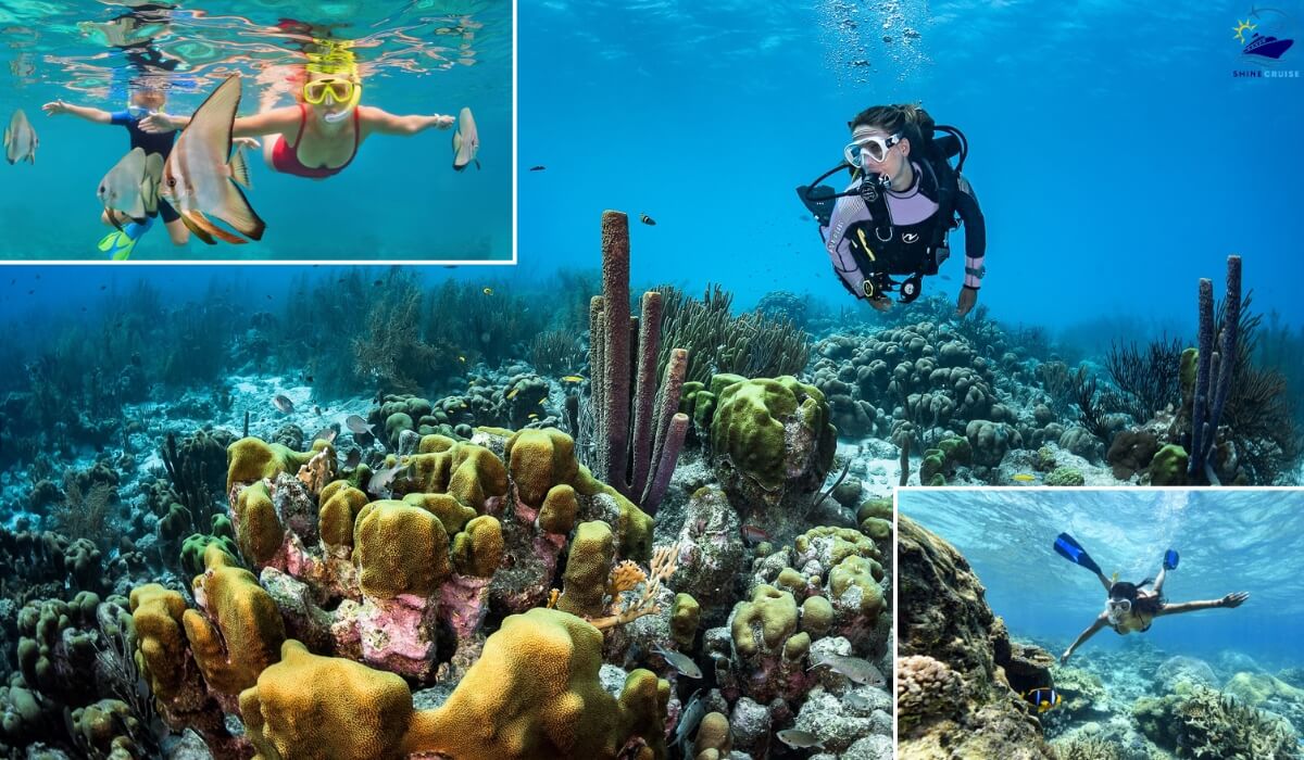 What to Do in Bimini Cruise Port for a Day – Ultimate Guide